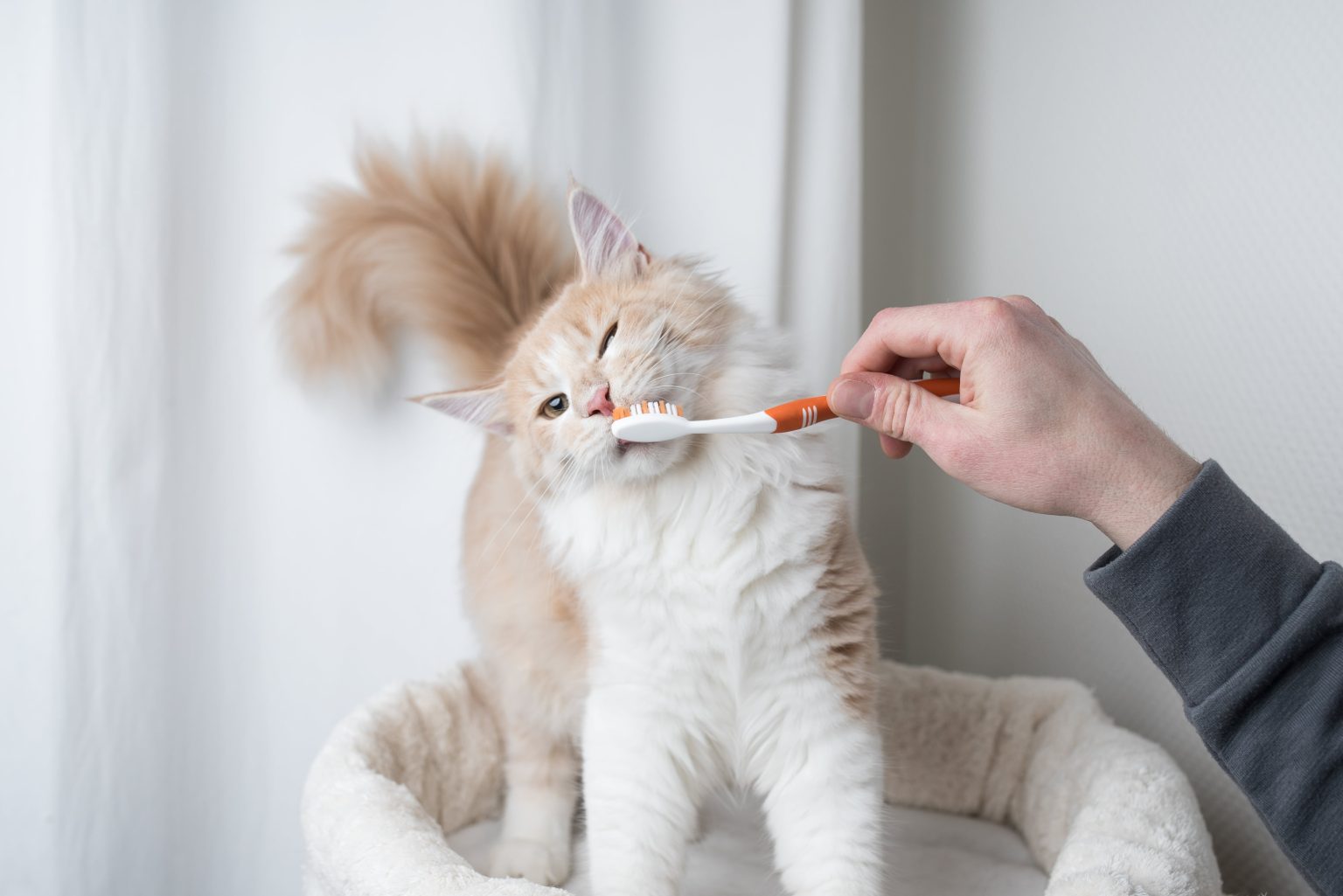 The Importance of Regular Dental Care for Pets | The 100X Vet